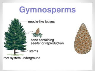 Gymnosperm | PPTX