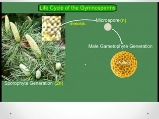 Gymnosperm | PPTX