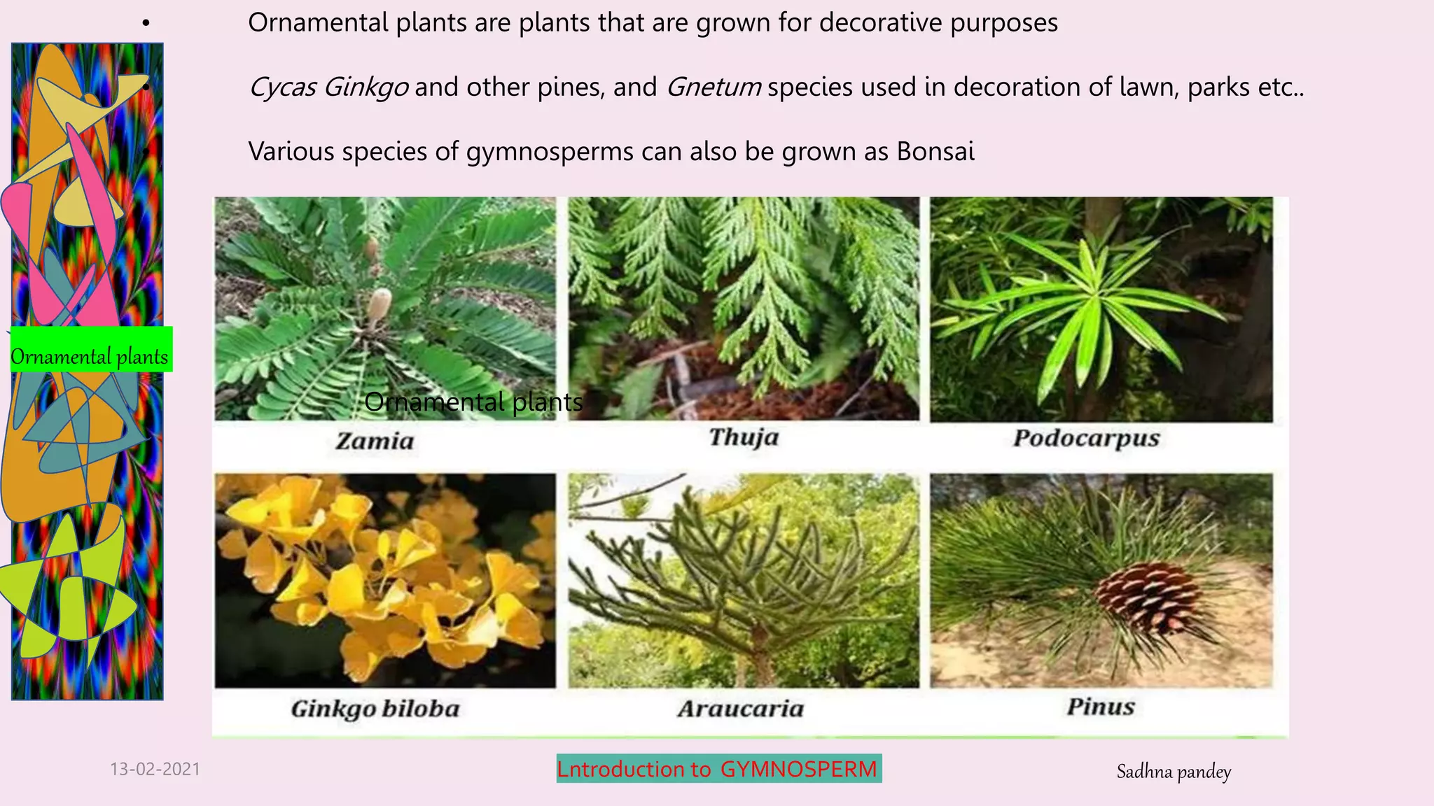 Gymnosperm | PPTX