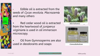 Gymnosperm | PPTX