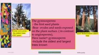 Gymnosperm | PPTX