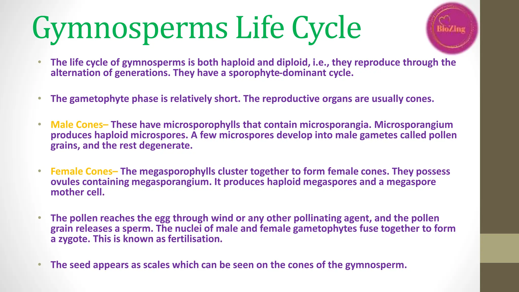 Gymnosperm.pptxlkjhgfdssdfghjklltredfvbnmnj | PPTX