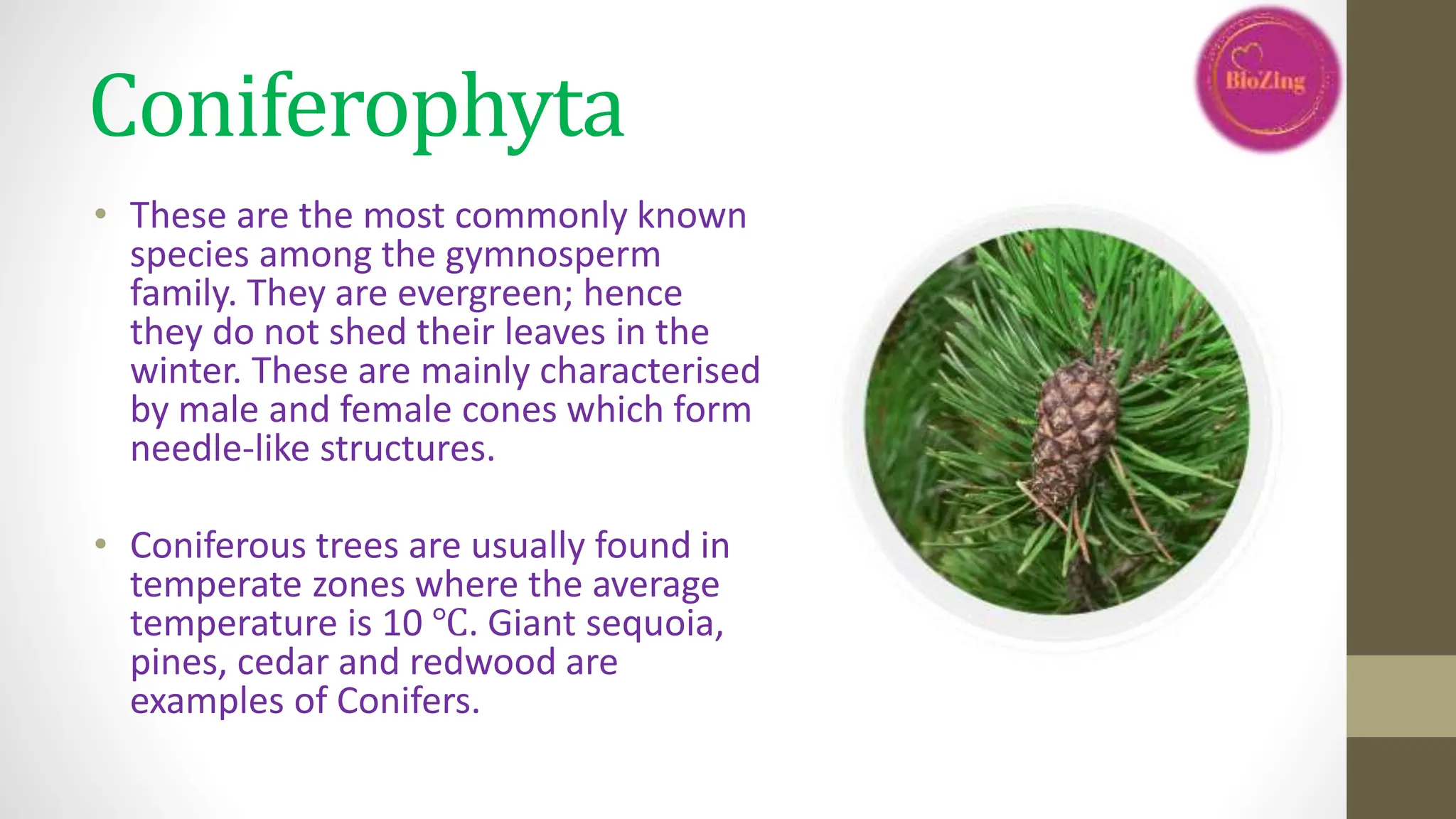 Gymnosperm.pptxlkjhgfdssdfghjklltredfvbnmnj | PPTX
