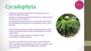 Gymnosperm.pptxlkjhgfdssdfghjklltredfvbnmnj | PPTX