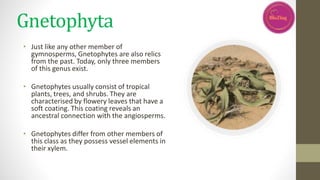 Gymnosperm.pptxlkjhgfdssdfghjklltredfvbnmnj | PPTX