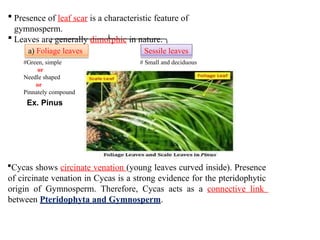 Gymnosperm.pptx general character and affinities | PPTX