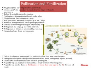 Gymnosperm.pptx general character and affinities | PPTX