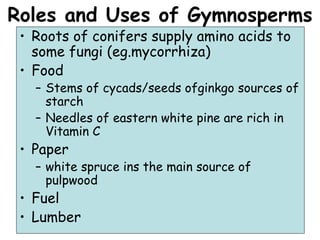 Gymnosperm notes | PPT