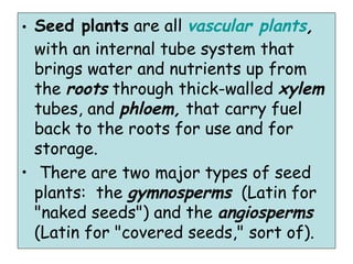 Gymnosperm notes | PPT