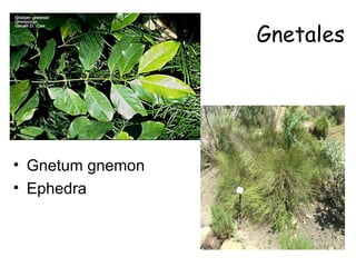 Gymnosperm notes | PPT