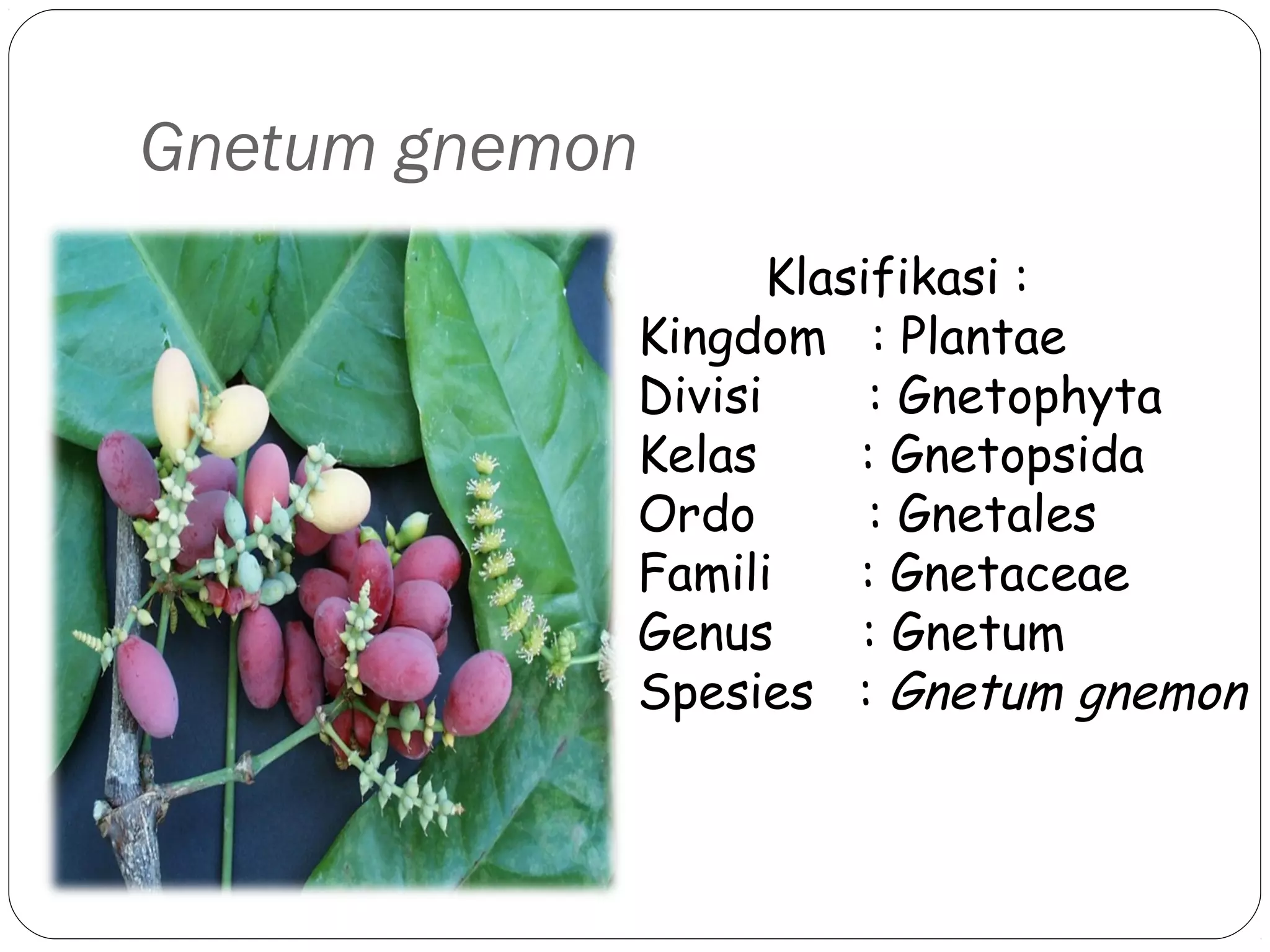 Gymnospermae - Anatomy | PPT