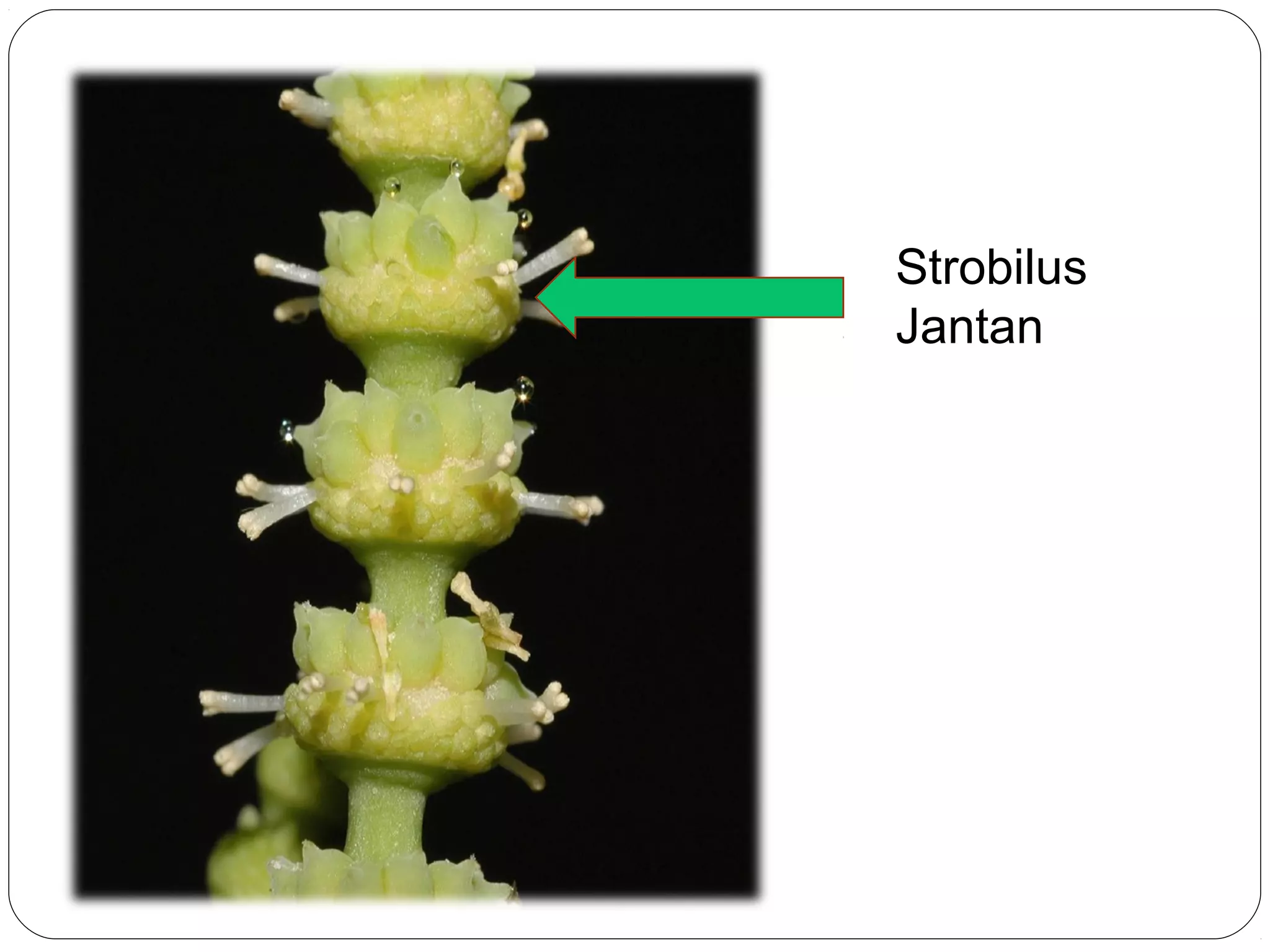 Gymnospermae - Anatomy | PPT