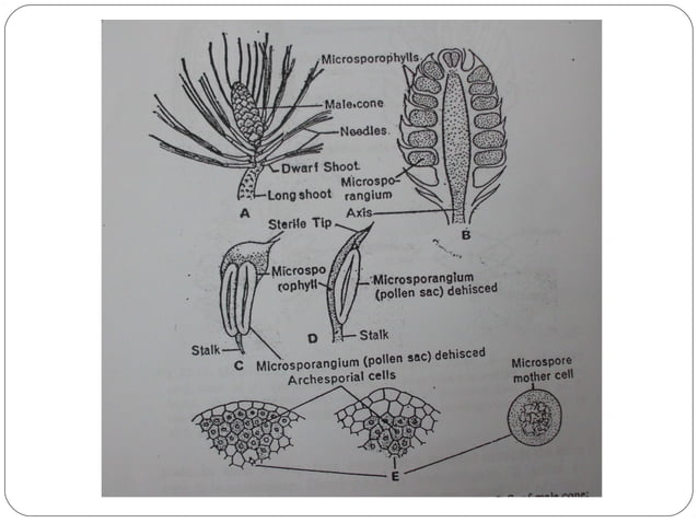 Gymnospermae - Anatomy | PPT