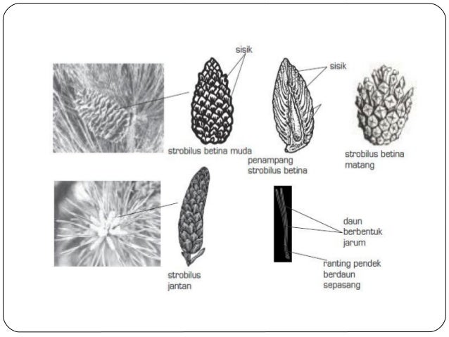 Gymnospermae - Anatomy