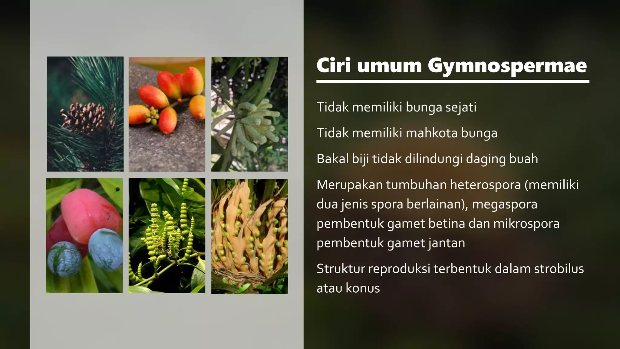 Gymnospermae (Tumbuhan berbiji terbuka) PPT | PPT