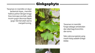 Gymnospermae (Tumbuhan berbiji terbuka) PPT | PPTX