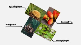 Gymnospermae (Tumbuhan berbiji terbuka) PPT | PPTX