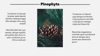 Gymnospermae (Tumbuhan berbiji terbuka) PPT | PPTX
