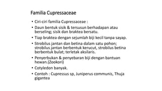 Gymnospermae | PPTX