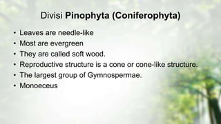 Subdivision Gymnospermae | PPTX