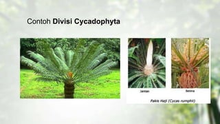 Subdivision Gymnospermae | PPTX