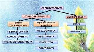 Subdivision Gymnospermae | PPTX