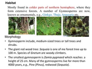 Gymnosperm and its characteristics | PPTX