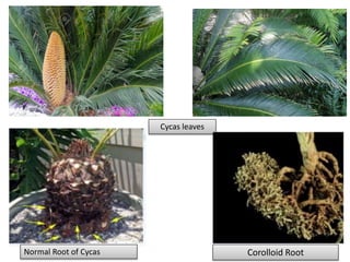 Gymnosperm and its characteristics | PPTX
