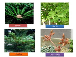 Gymnosperm and its characteristics | PPTX
