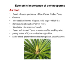 Gymnosperm and its characteristics | PPTX