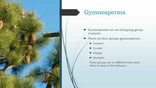 Gymnospermic wood | PPT