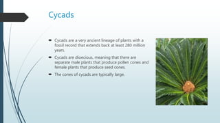 Gymnospermic wood | PPT