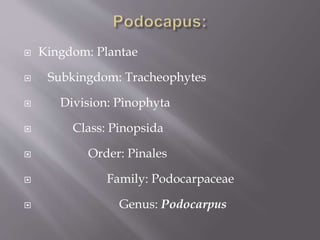 Gymnosperm Orders.pptx