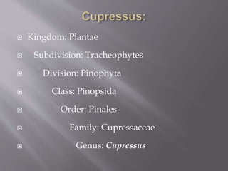 Gymnosperm Orders.pptx