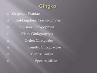 Gymnosperm Orders.pptx