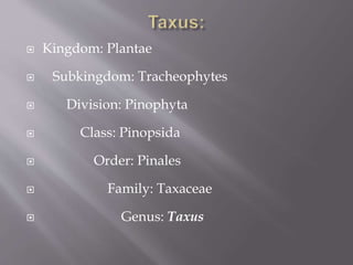 Gymnosperm Orders.pptx