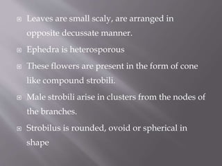 Gymnosperm Orders.pptx