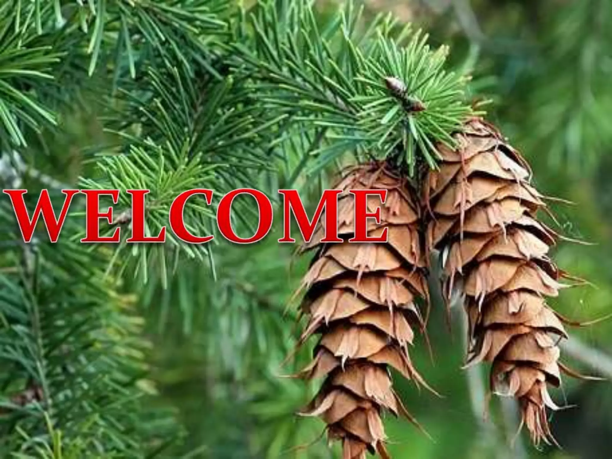 phylogenetic evolution of gymnosperms | PPTX