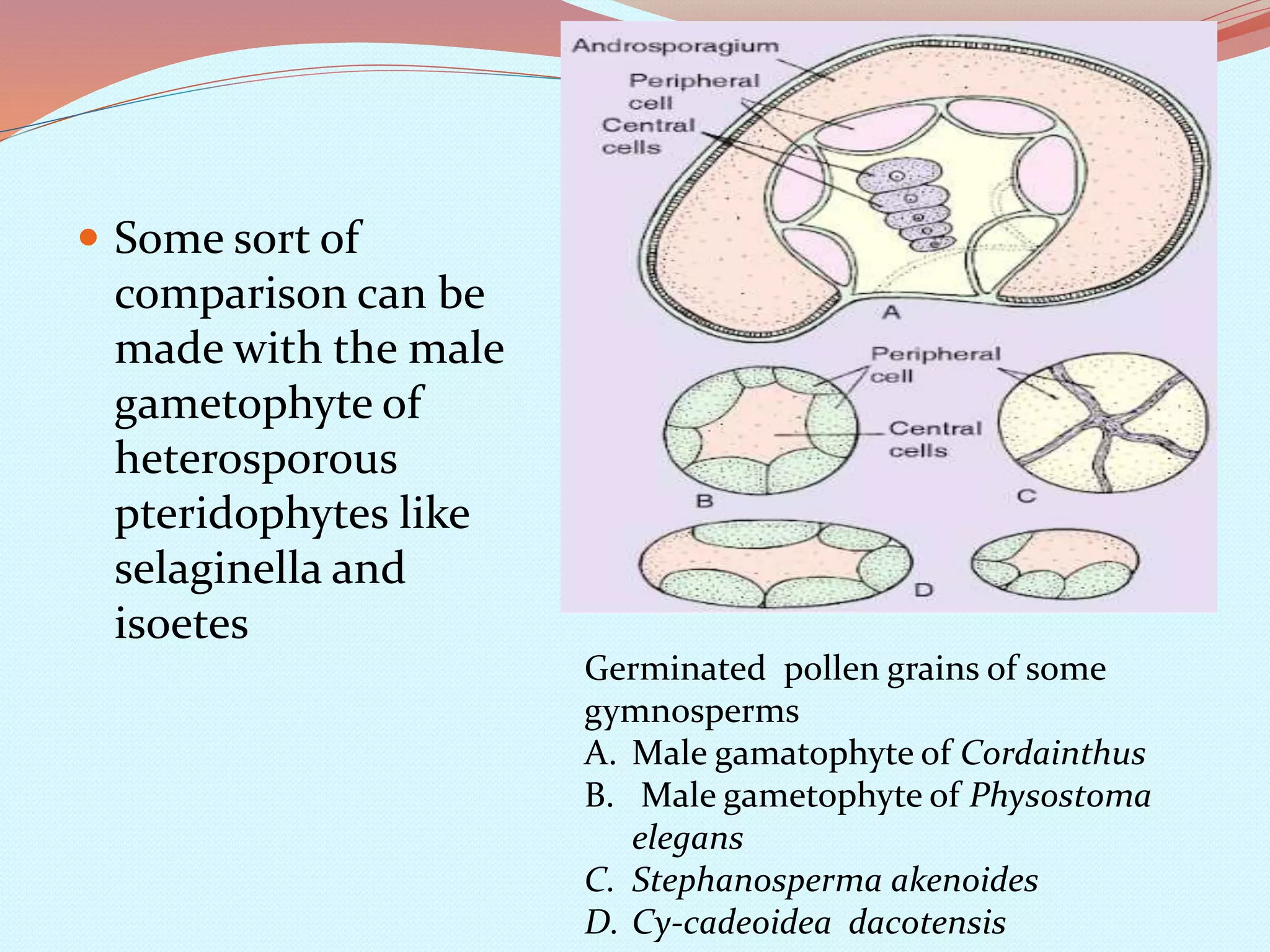 phylogenetic evolution of gymnosperms | PPTX
