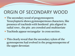 phylogenetic evolution of gymnosperms | PPTX