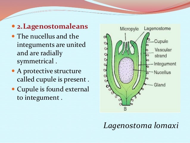 phylogenetic evolution of gymnosperms