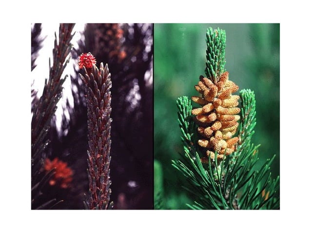 Gymnosperms | PPT | Biological Sciences | Science
