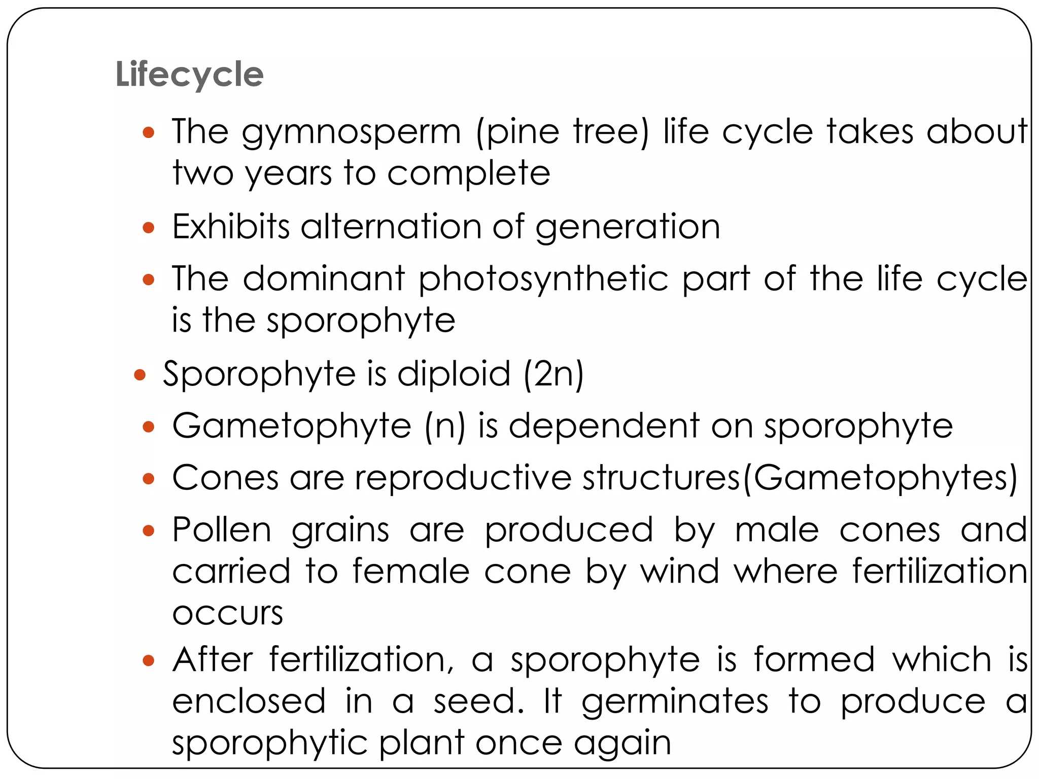 Gymnosperms | PPTX