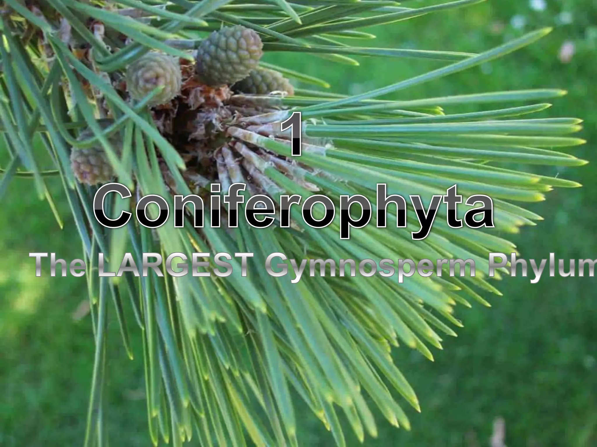 Gymnosperms | PPTX