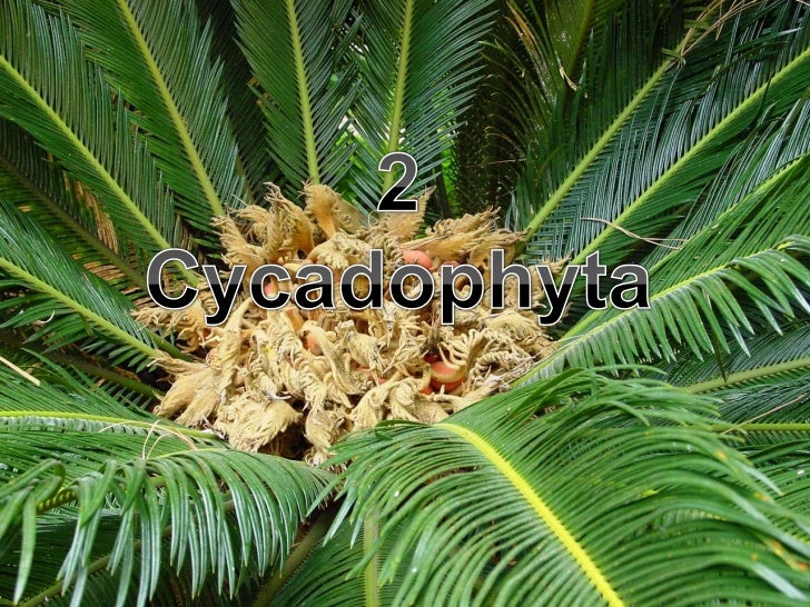 Gymnosperms