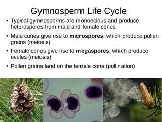 Gymnosperms | ODP