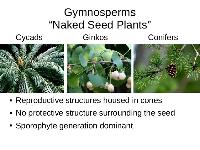 Gymnosperms