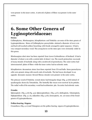 Gymnosperms | DOCX