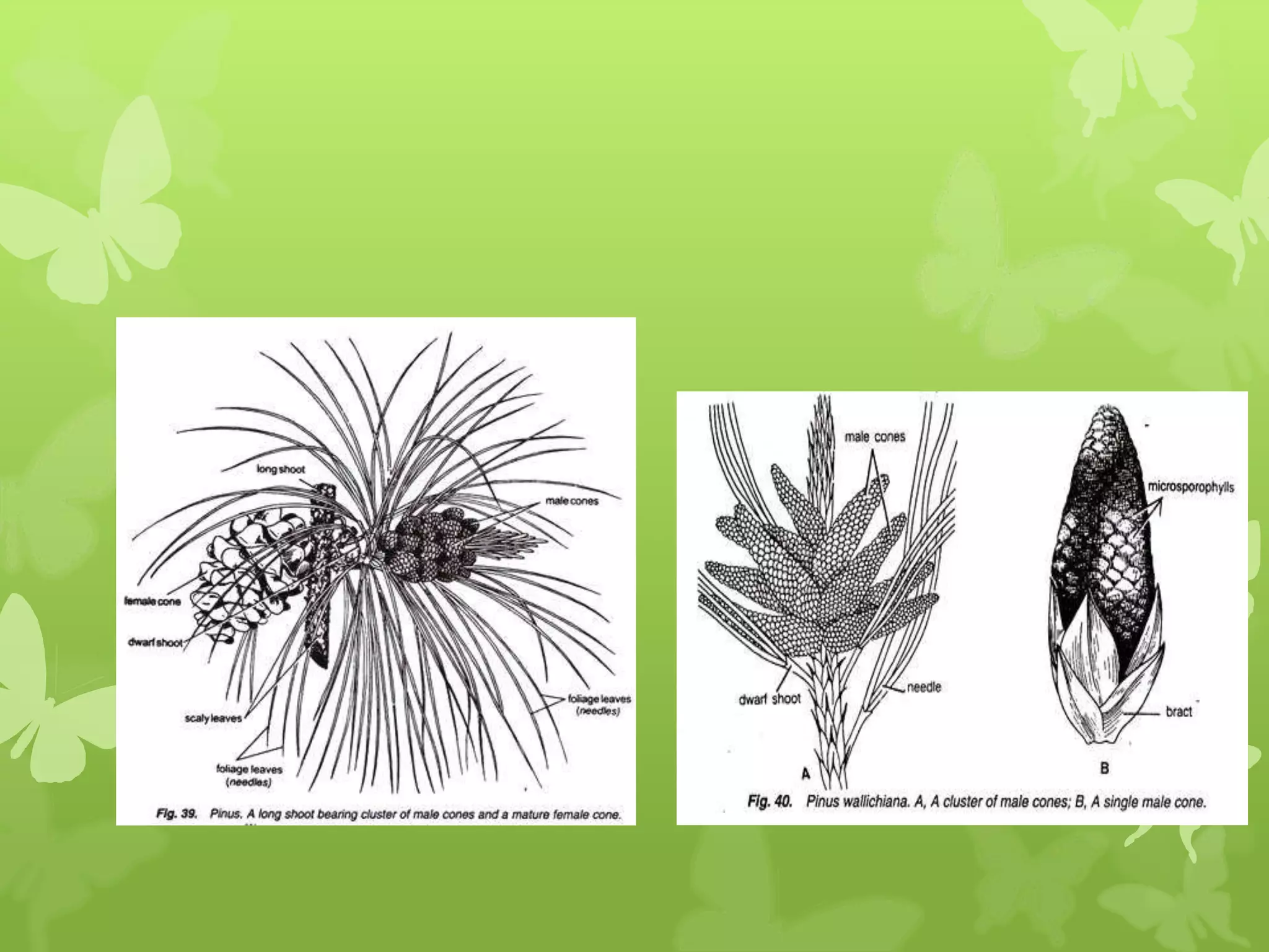 Gymnosperms.pptx
