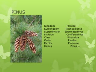 Gymnosperms.pptx